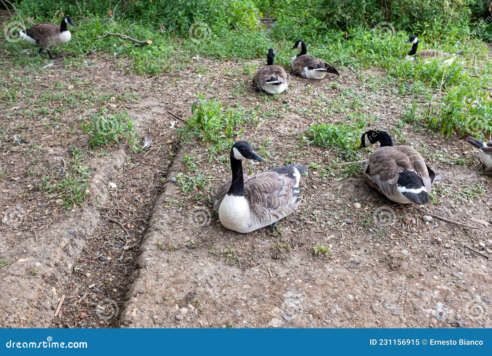 A Group of Large Friendly Ducks Relaxing. Finsbury Park Stock Image ...