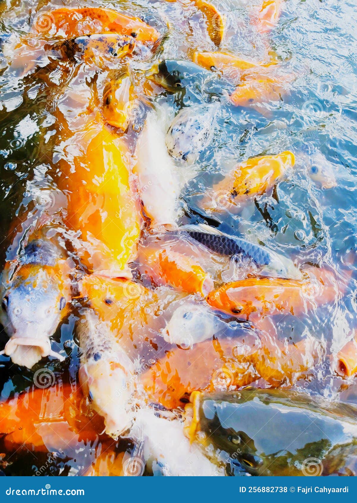 A Group of Large Goldfish Being Fed by the Pond Stock Photo - Image of ...