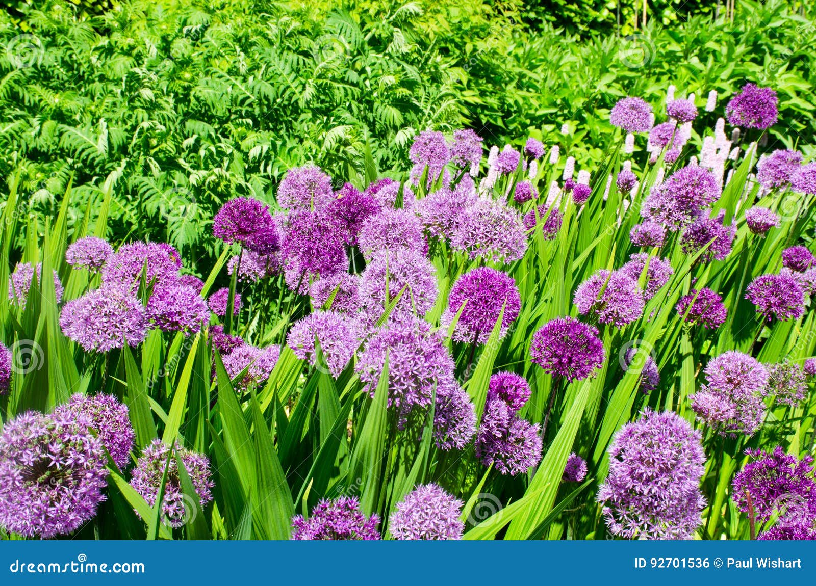 Group of Large Purple Alliums Stock Photo - Image of hedge, path: 92701536