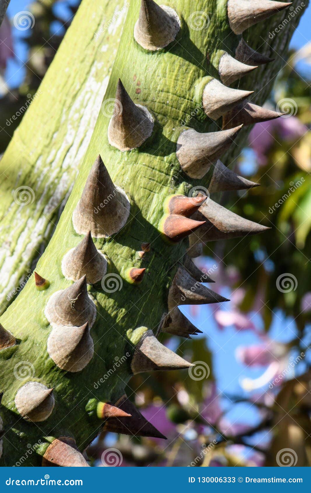 A Bunch Of Thorns On The Bark Of An Acacia Tree Stock Photo ...