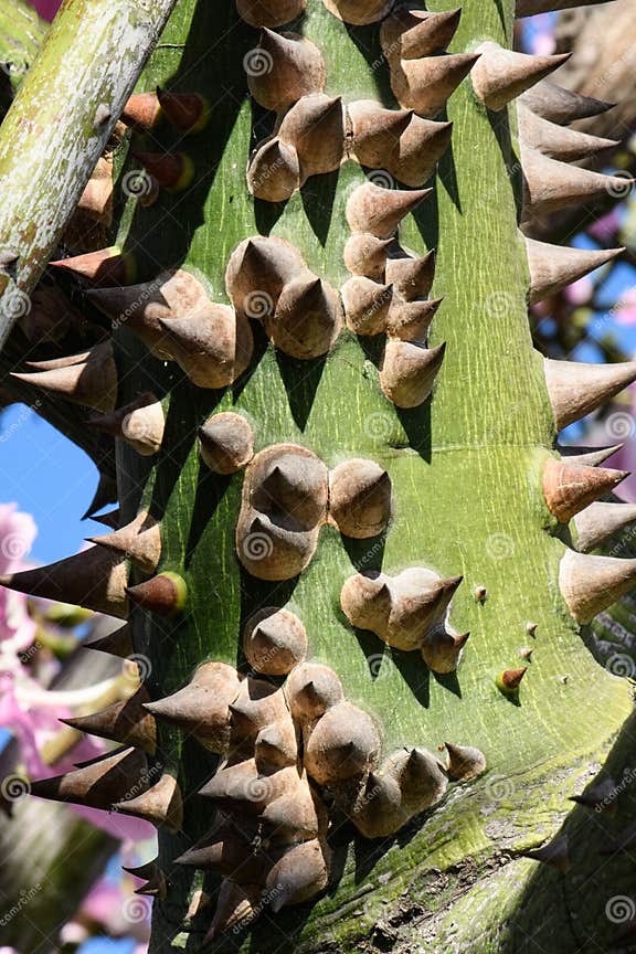Bunch of Large Thorns on Tree Trunk Stock Photo - Image of sharp ...