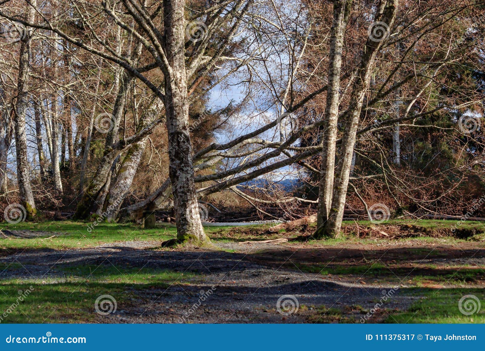 Group of Large Tangled Trees 1 Stock Image - Image of leaf, ancient ...