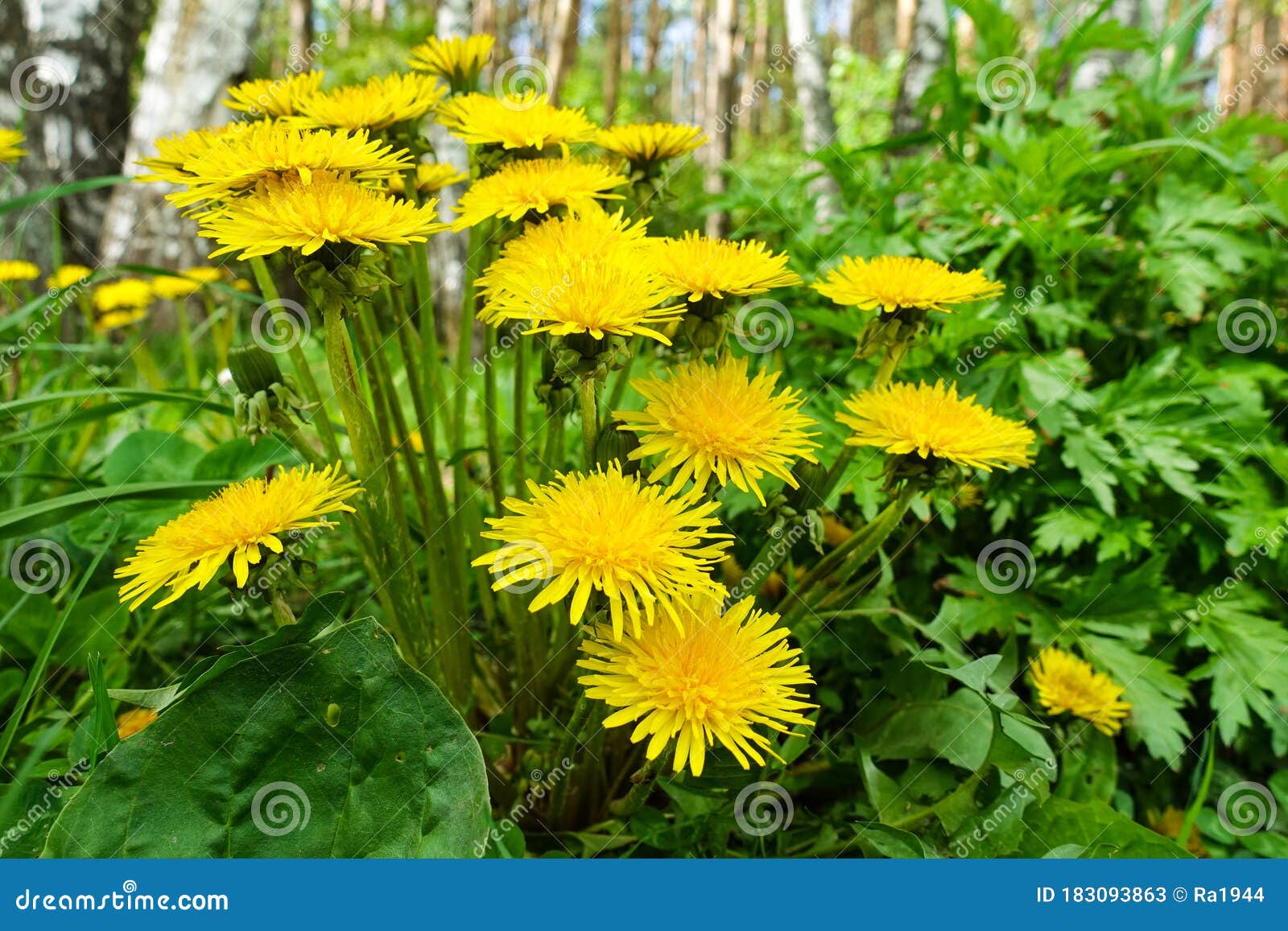Group of Large Yellow Dandelions in the Meadow. Early Spring Stock ...
