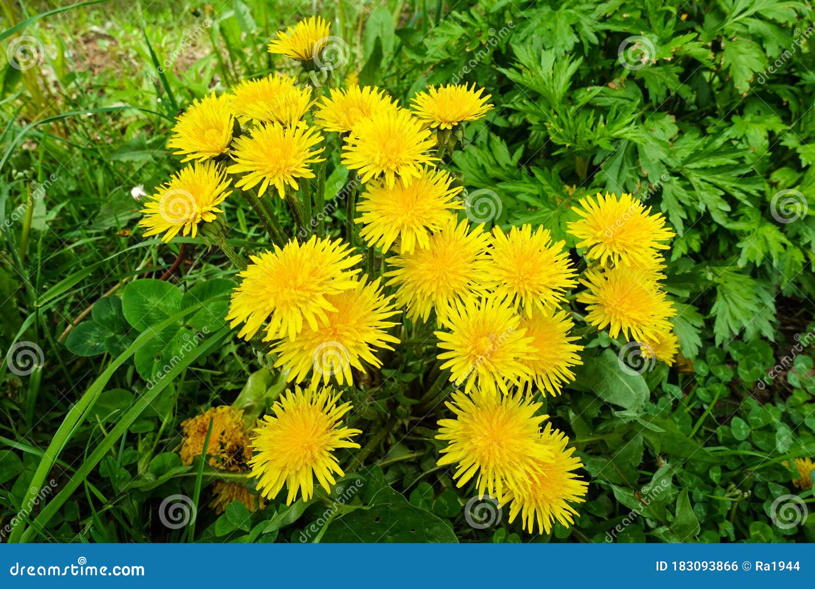 Group of Large Yellow Dandelions in the Meadow. Early Spring Stock ...