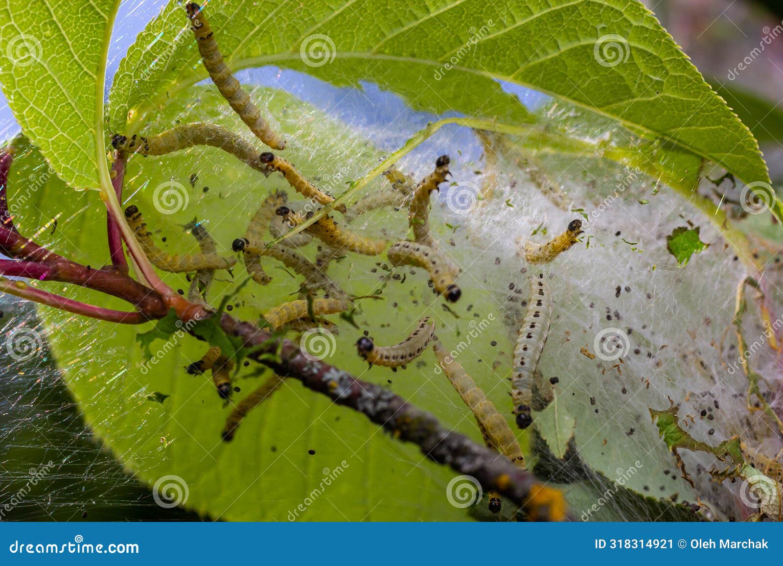 Group of Larvae of Bird-cherry Ermine Yponomeuta Evonymella Pupate in ...