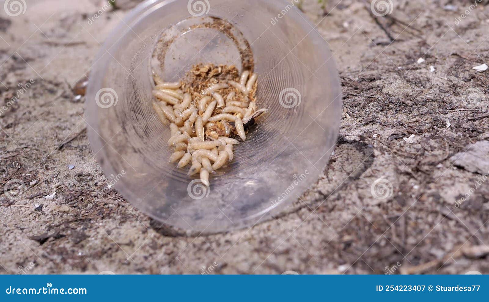Group of Larvae of White Worms Crawls in a Plastic Cup in the Rays of ...