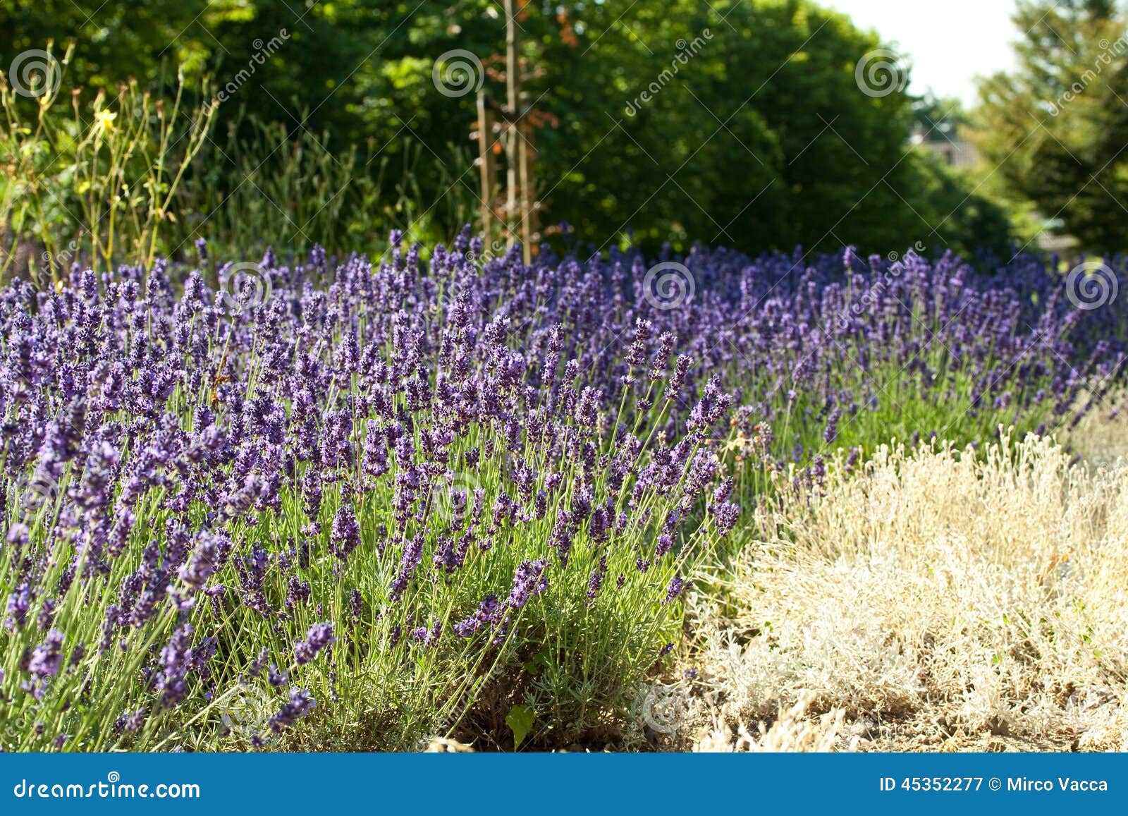 Group of Lavender stock image. Image of beautiful, flora - 45352277