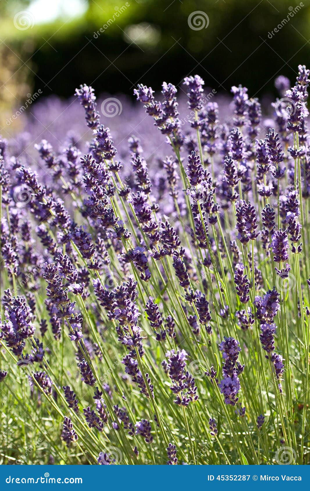 Group of Lavender stock image. Image of flowers, beautiful - 45352287