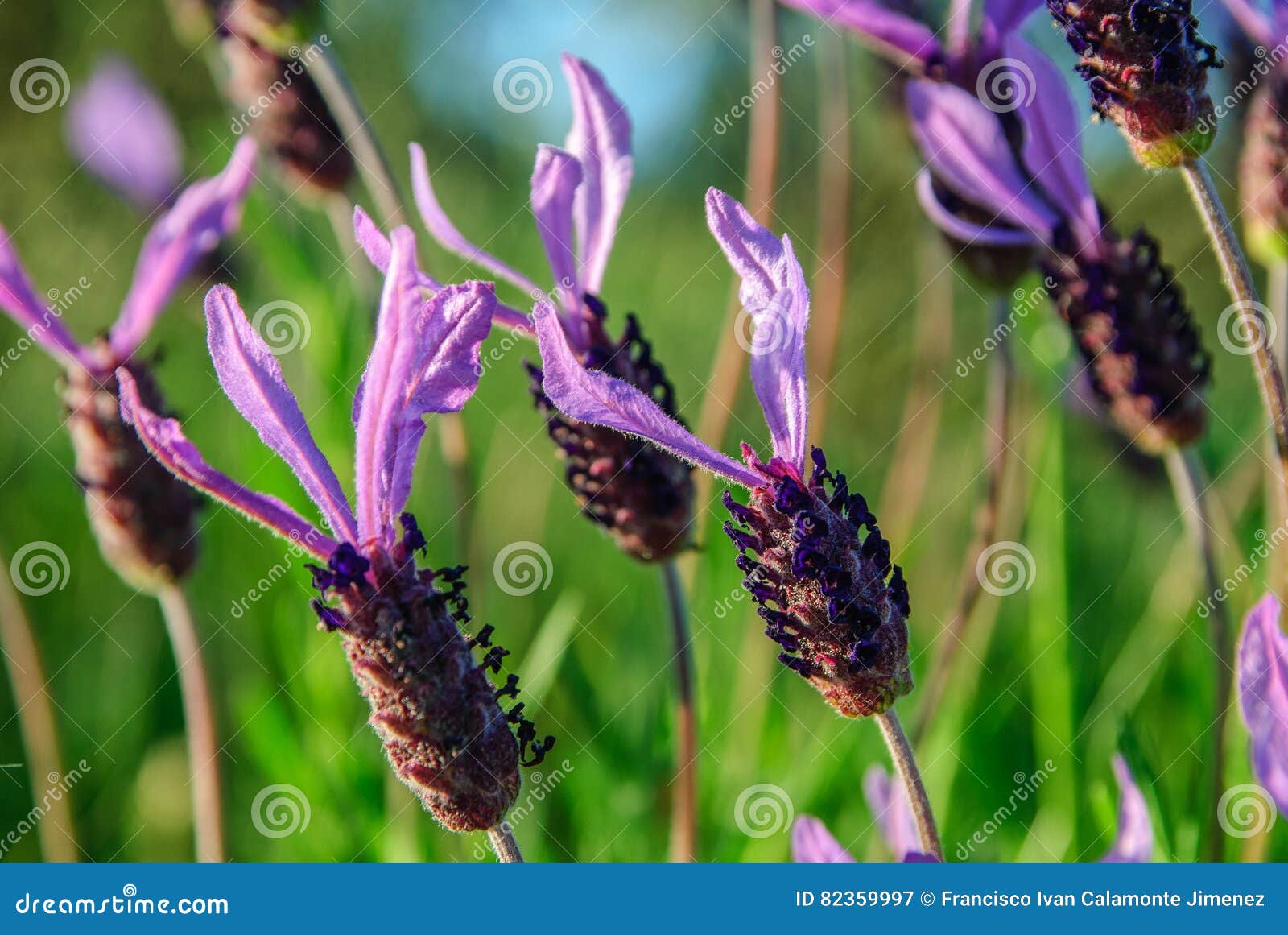 A Group of Lavender Flowers Stock Image - Image of natural, europe ...