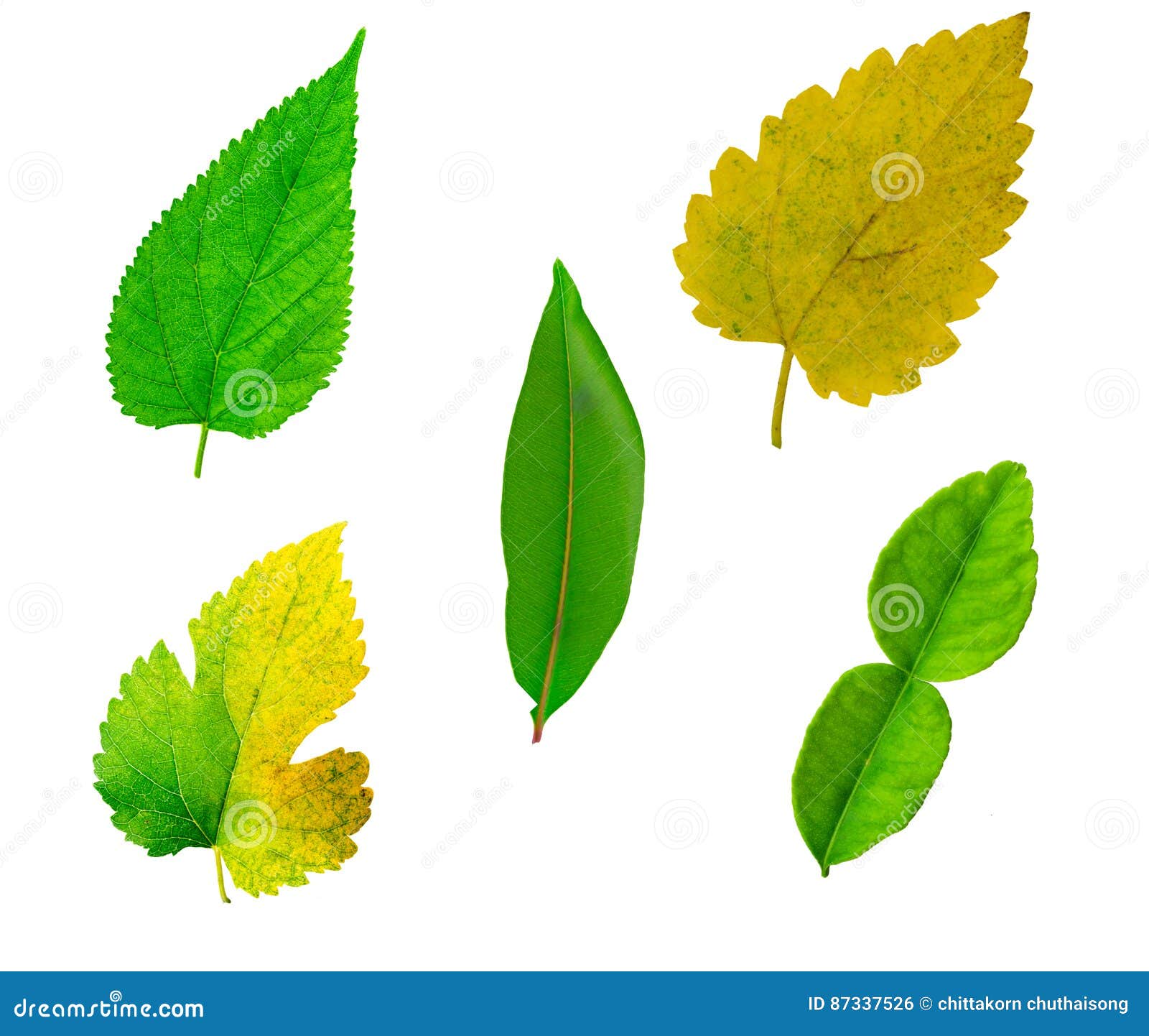 Group Leaf Isolated White Background Total Leaf Isolated W Stock Photos ...