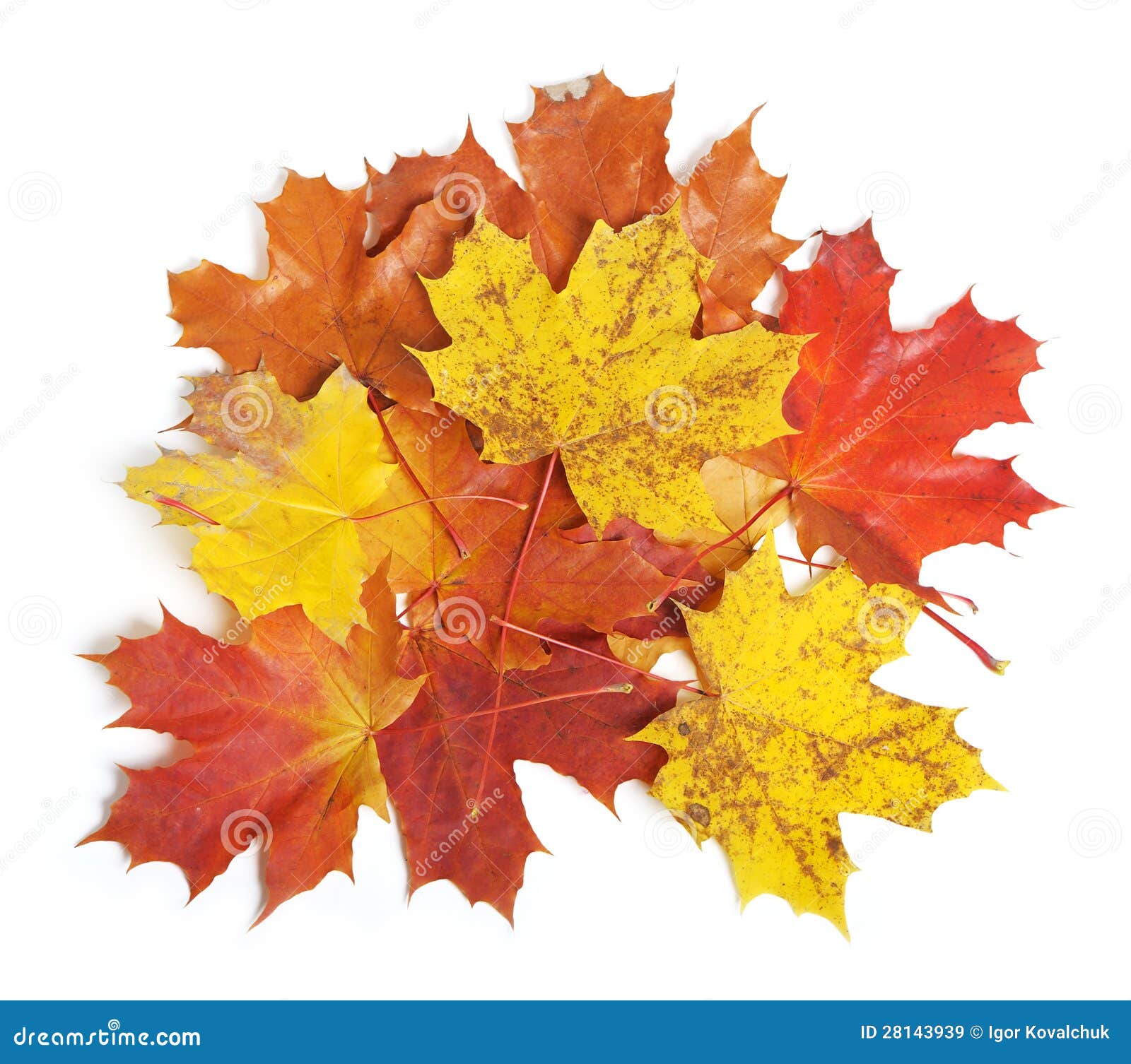 Group of leafs stock image. Image of organic, maple, leafs - 28143939