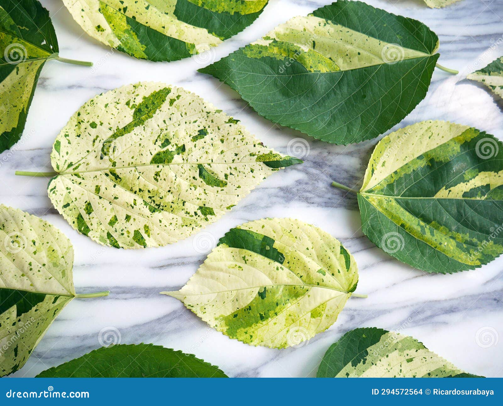 Group of Leaves in a Beautiful Composition Stock Photo - Image of ...