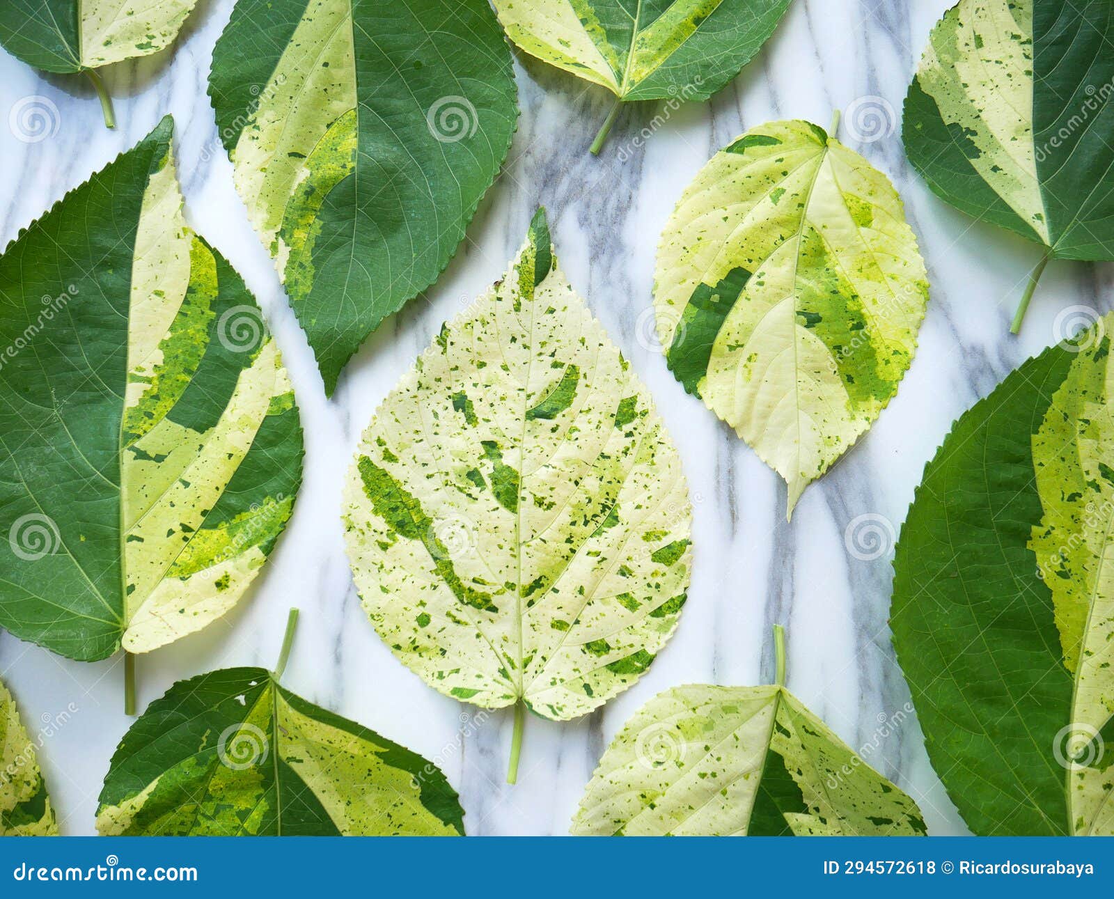 Group of Leaves in a Beautiful Composition Stock Photo - Image of ...