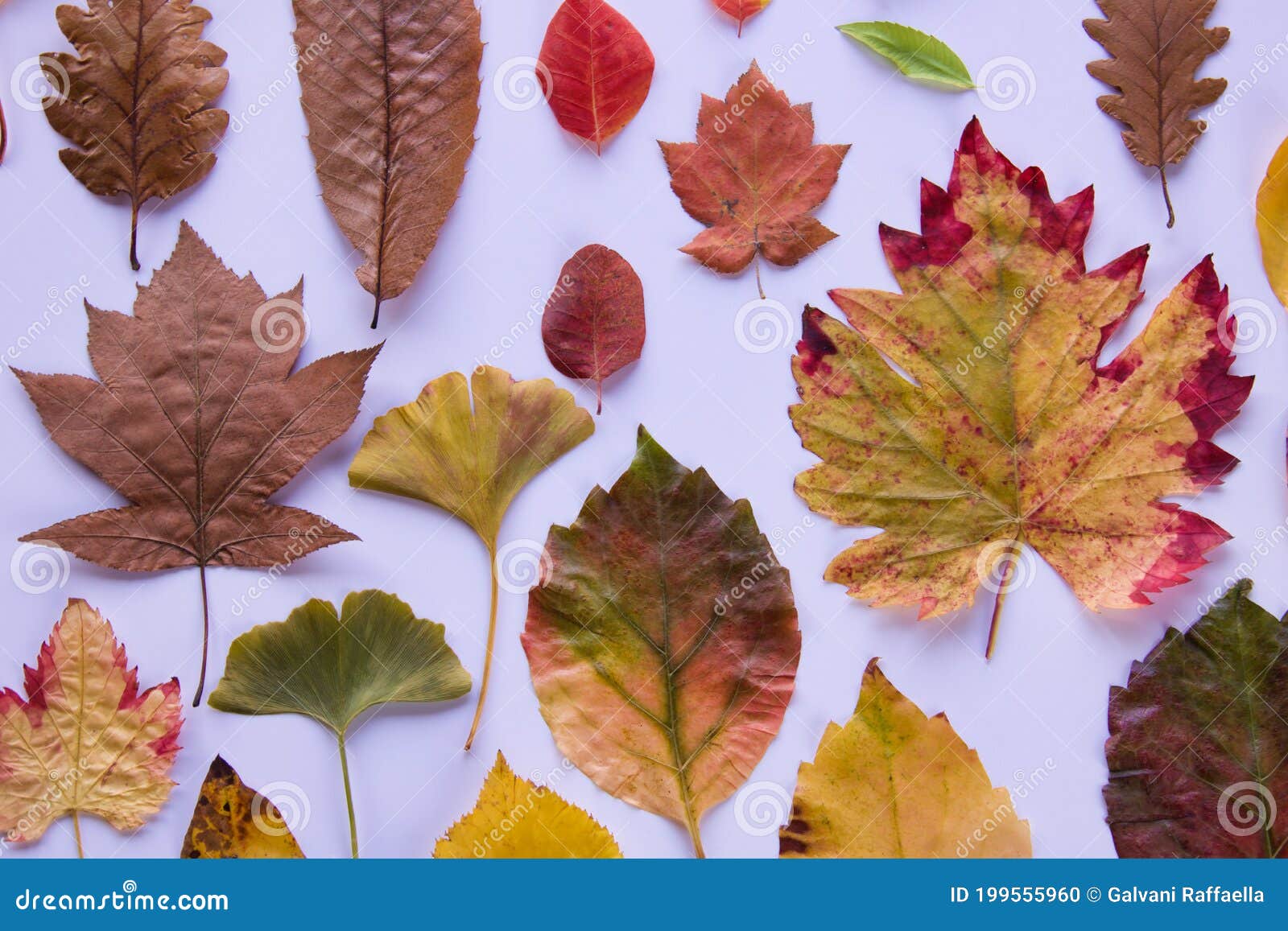 Group of Leaves of Different Trees in the Colors of Autumn Stock Photo ...