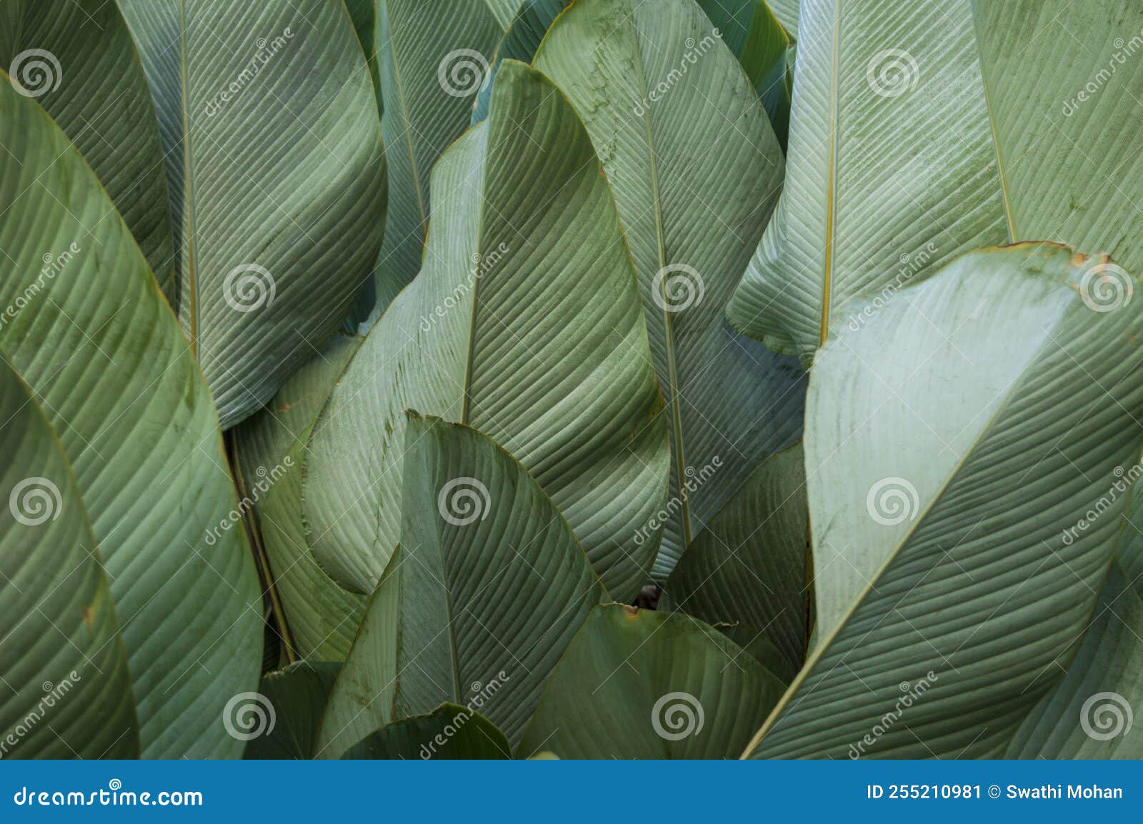 Group of Leaves Forming a Beautiful Texture Pattern Background Stock ...