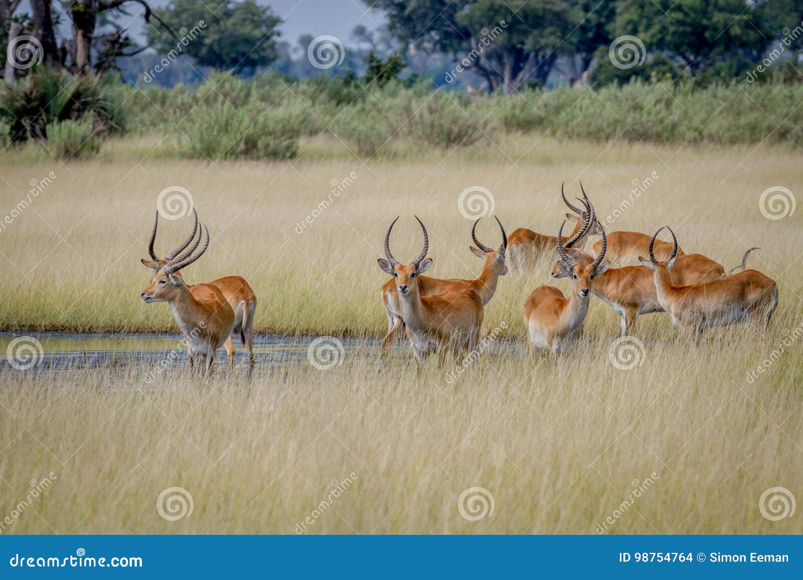 Group of Lechwes Standing in the Long Grass. Stock Photo - Image of ...