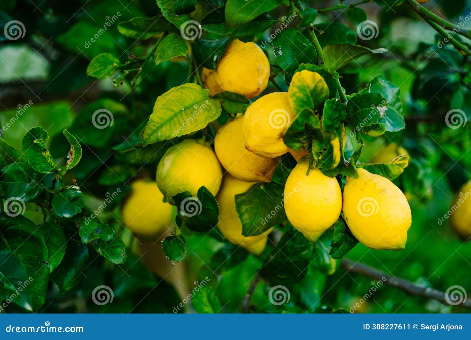 Group of Lemons Located at the End of the Lemon Tree Branch Stock Image ...