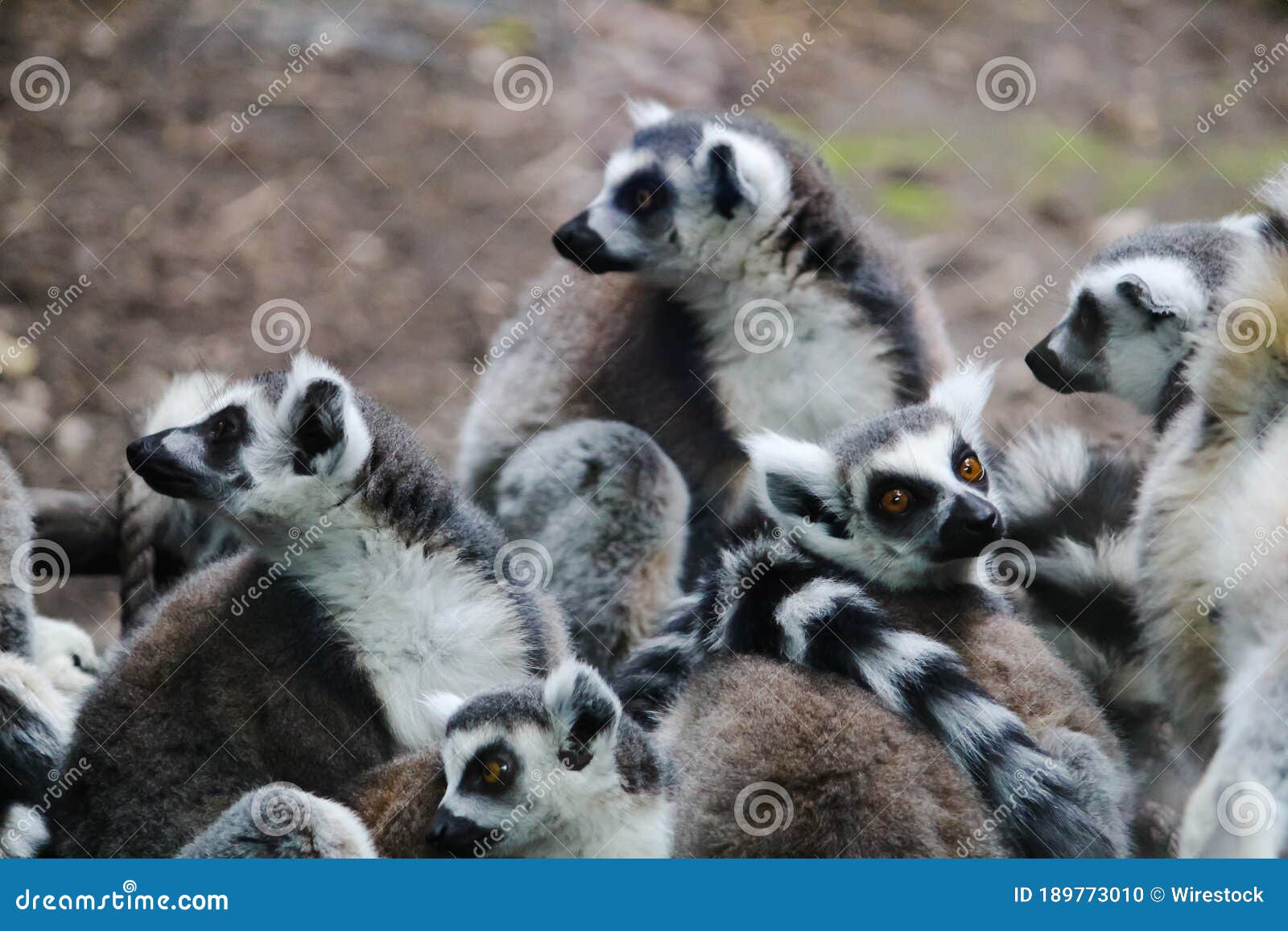 Group of Lemurs Playing on a Tree at the Zoo Stock Photo - Image of ...