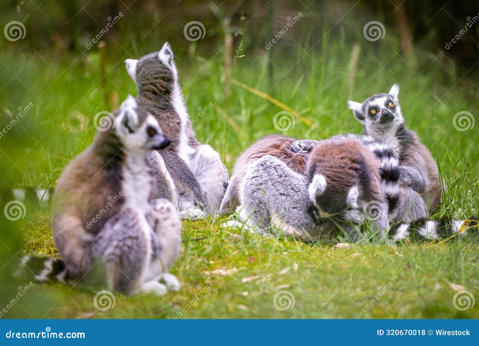 Group of Lemurs Relaxing in the Grass Looking at Different Directions ...