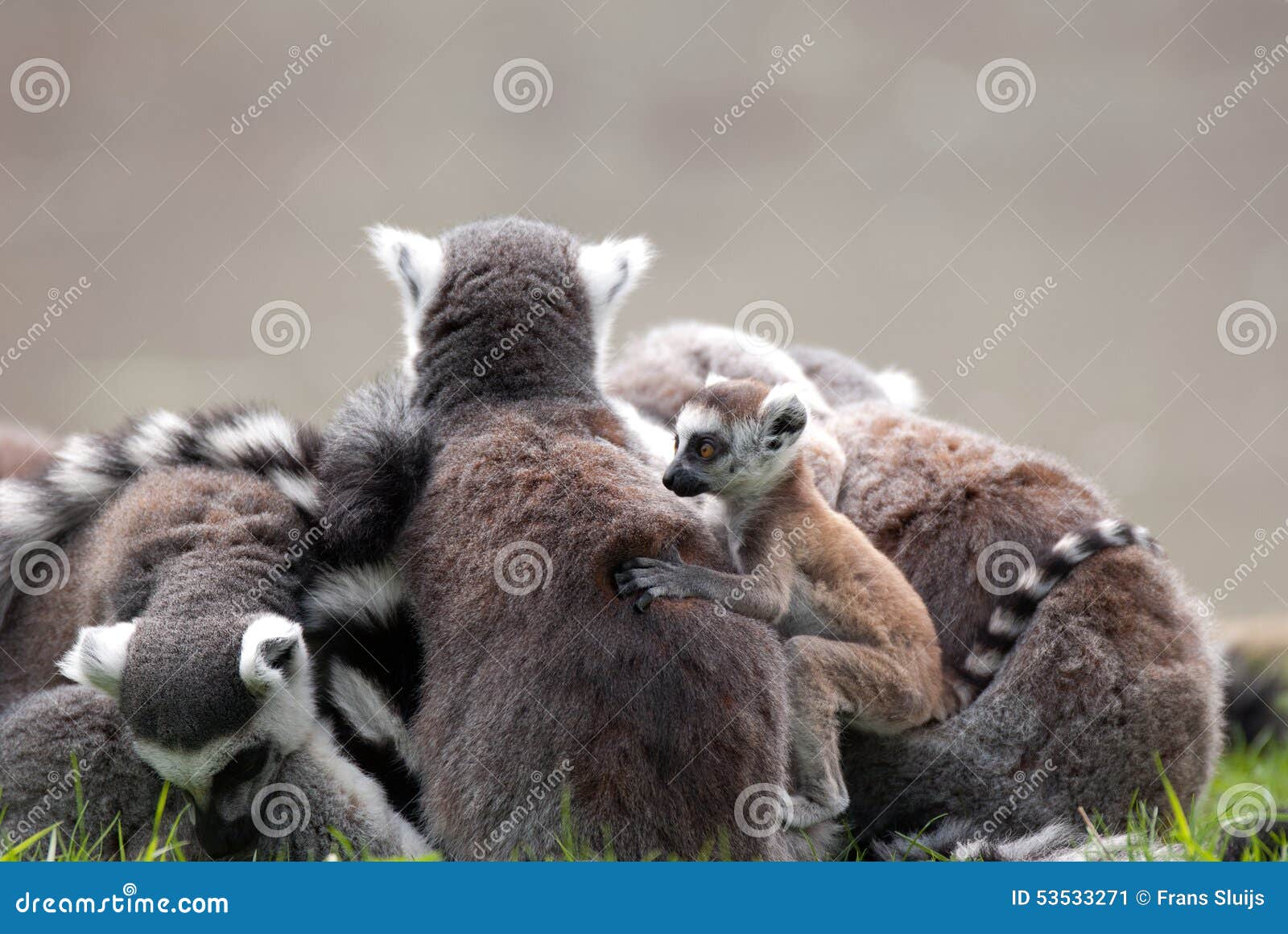 Group of lemurs stock image. Image of wild, mother, mass - 53533271