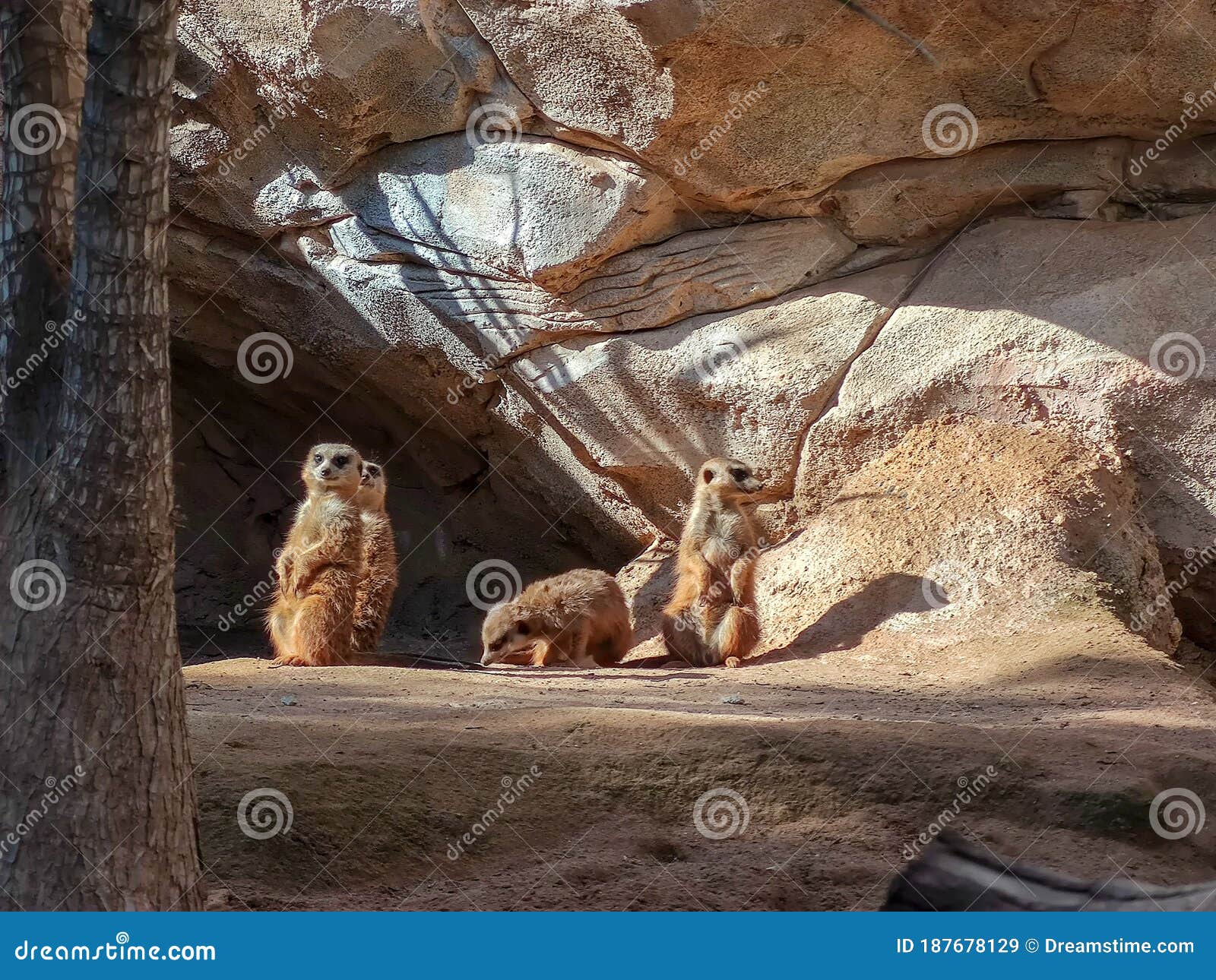 A Group of Lemurs in Their Home. High Quality Photo Stock Image - Image ...