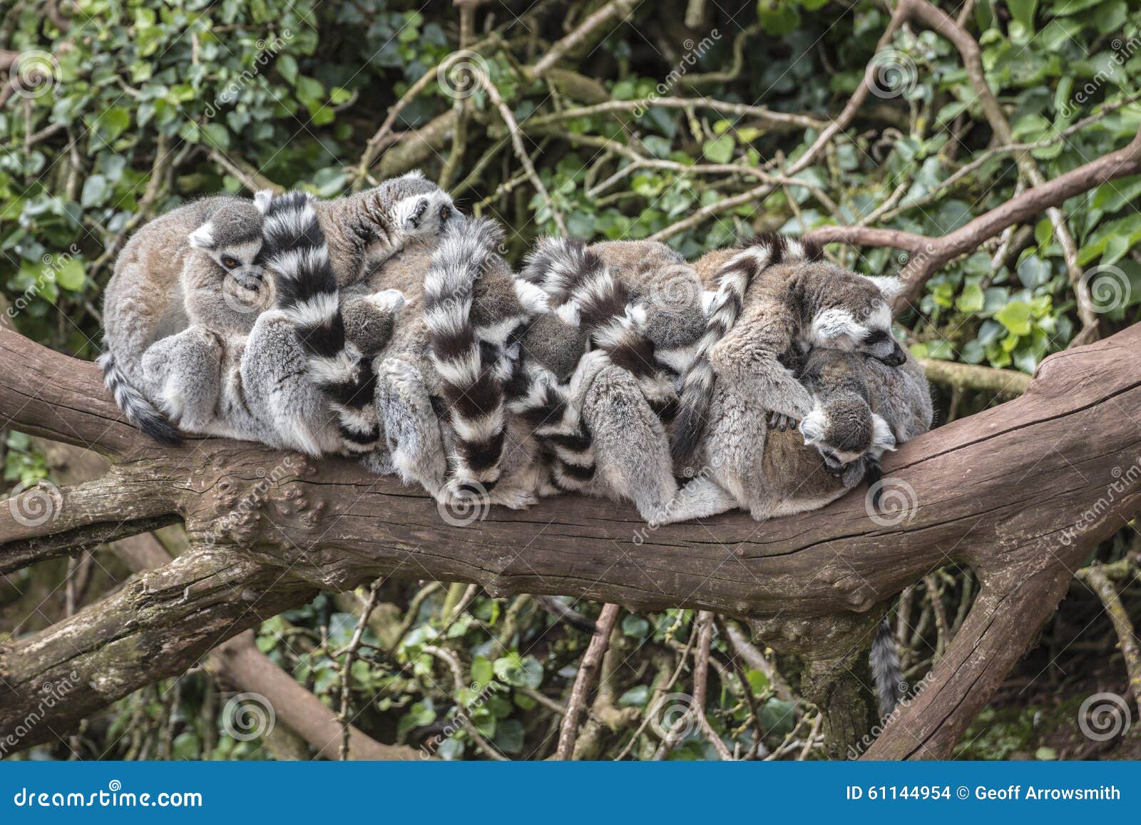 Group of Lemurs on Tree Branch Stock Photo - Image of furry, animal ...