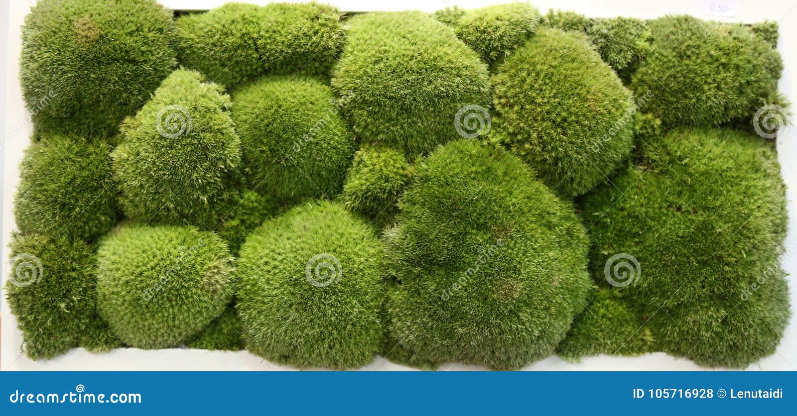 Lichen texture stock photo. Image of lichen, macro, natural - 105716928