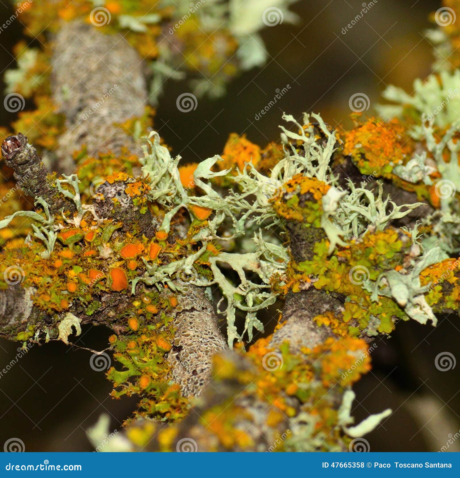 Group of Lichens on Tree Branch Stock Photo - Image of colors, complex ...
