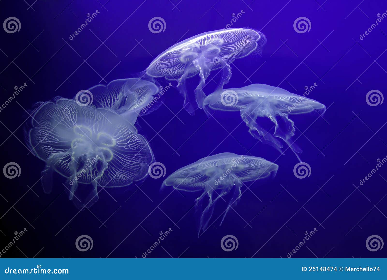 Group of light Jellyfish stock photo. Image of black - 25148474