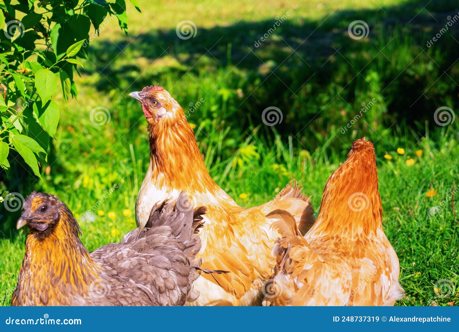 Group of Light Red Brown Hens in Garden Stock Image - Image of closeup ...