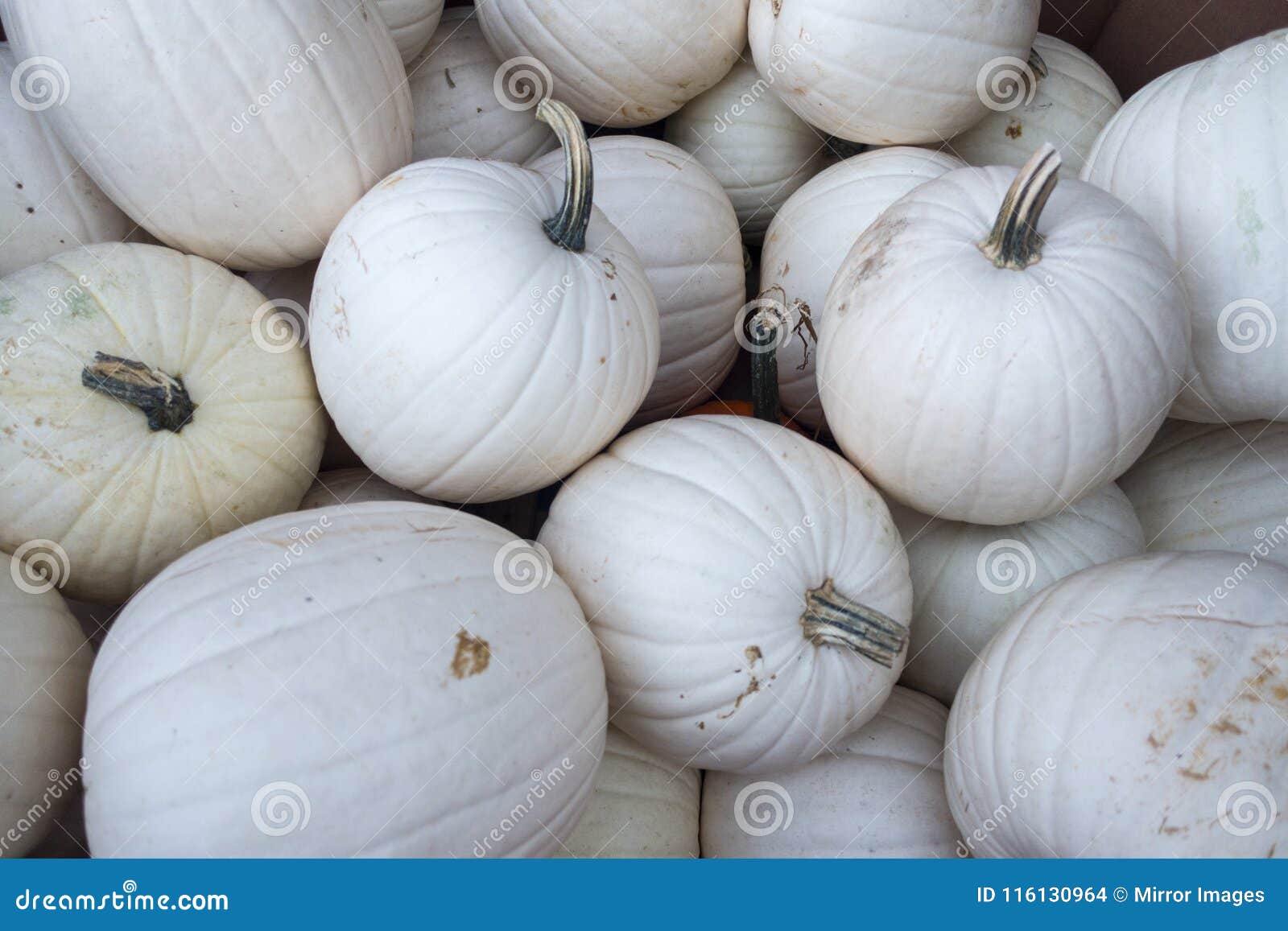 Hslloween Batch of White Pumpkins Stock Photo - Image of white ...