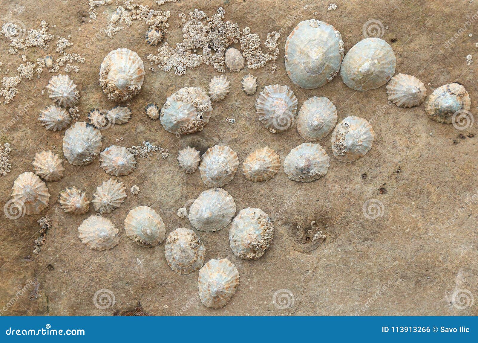 Group of limpets stock photo. Image of wildlife, shore - 113913266