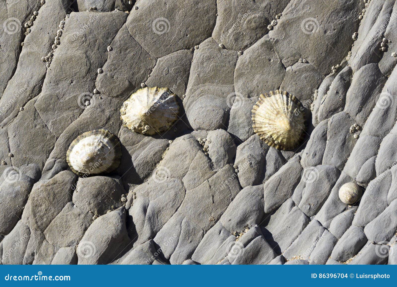 Limpets stock photo. Image of creature, suction, ocean - 86396704