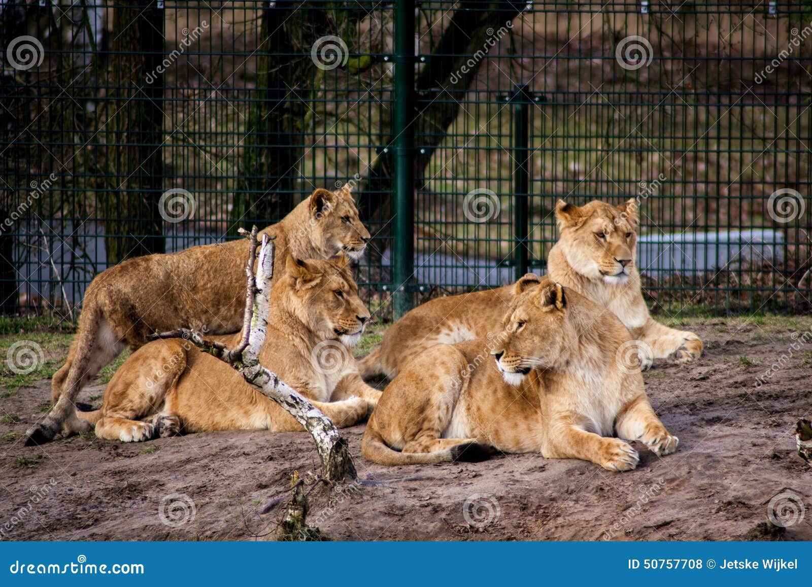 Group of lionesses stock photo. Image of feline, family - 50757708