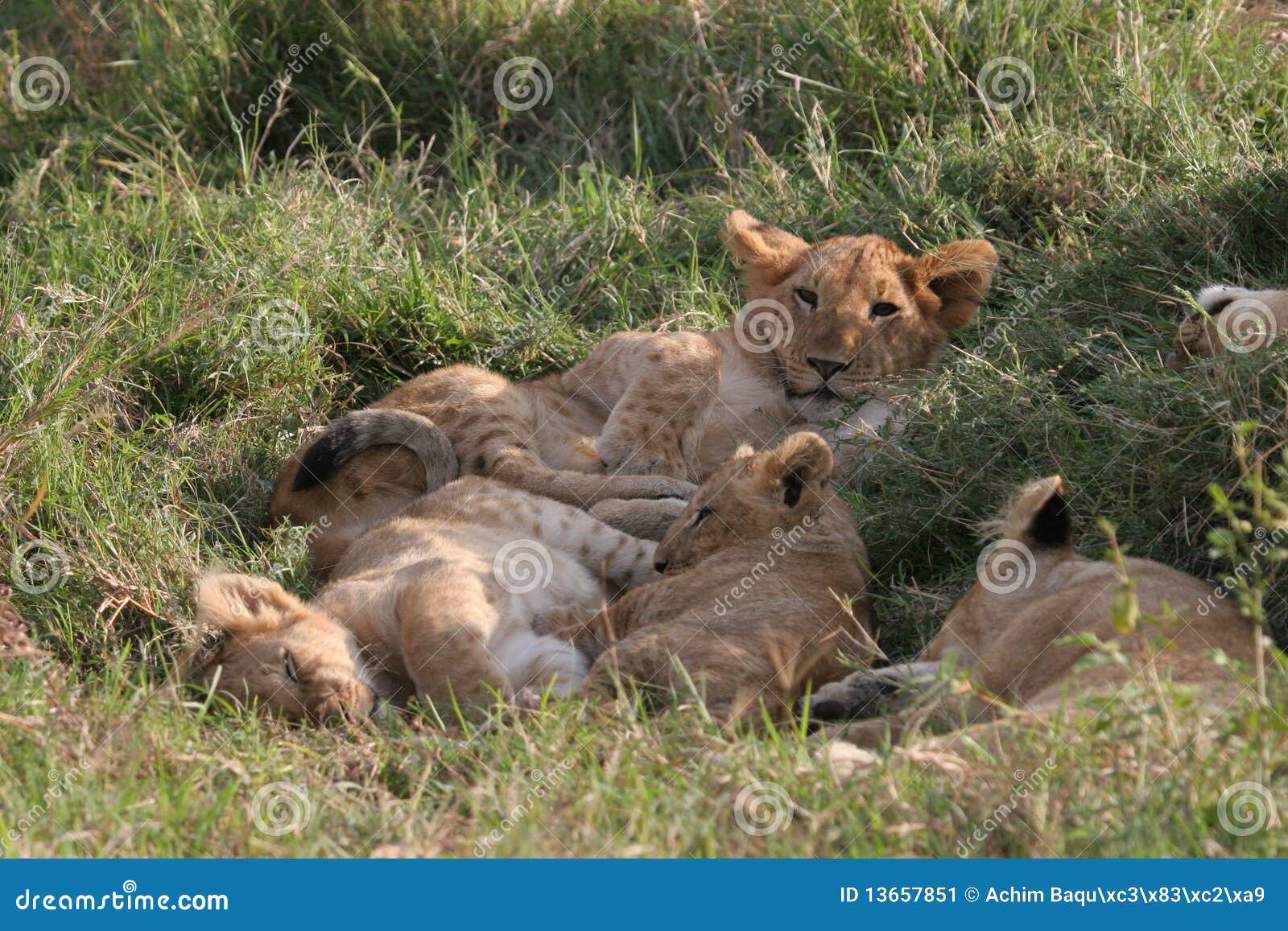 Group of lions stock image. Image of sunlight, close - 13657851