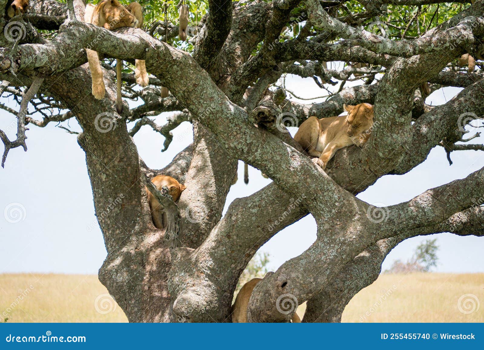Group of Lions Laying on Tree Branches Stock Photo - Image of habitat ...