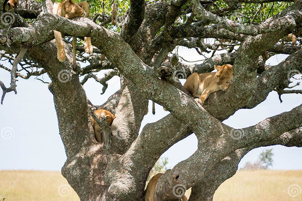Group of Lions Laying on Tree Branches Stock Photo - Image of habitat ...