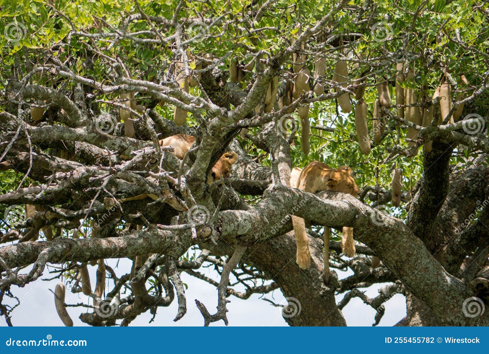 Group of Lions Laying on a Tree Stock Photo - Image of africa, wildlife ...