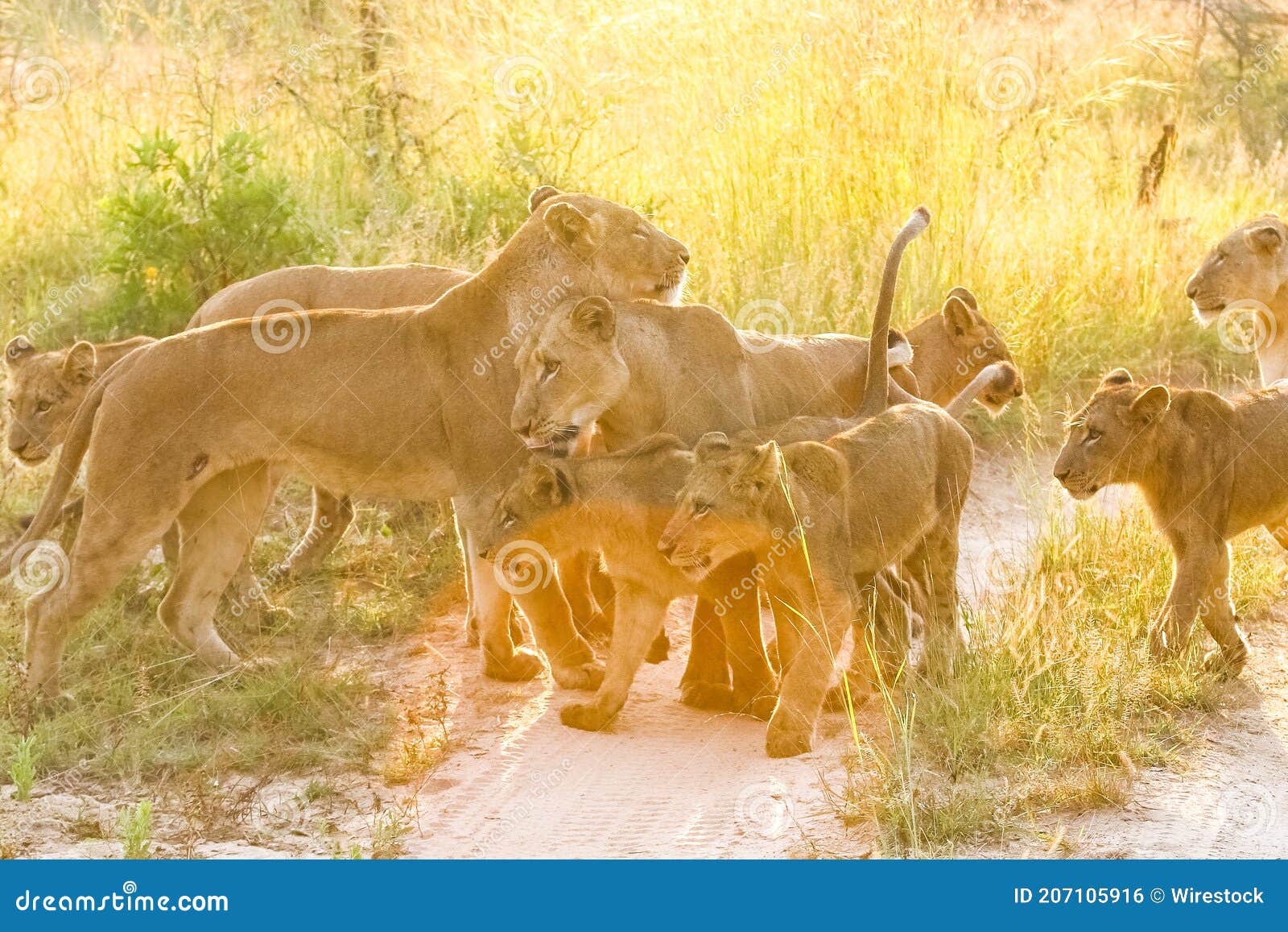 Group of Lions in a Natural Environment Stock Photo - Image of group ...