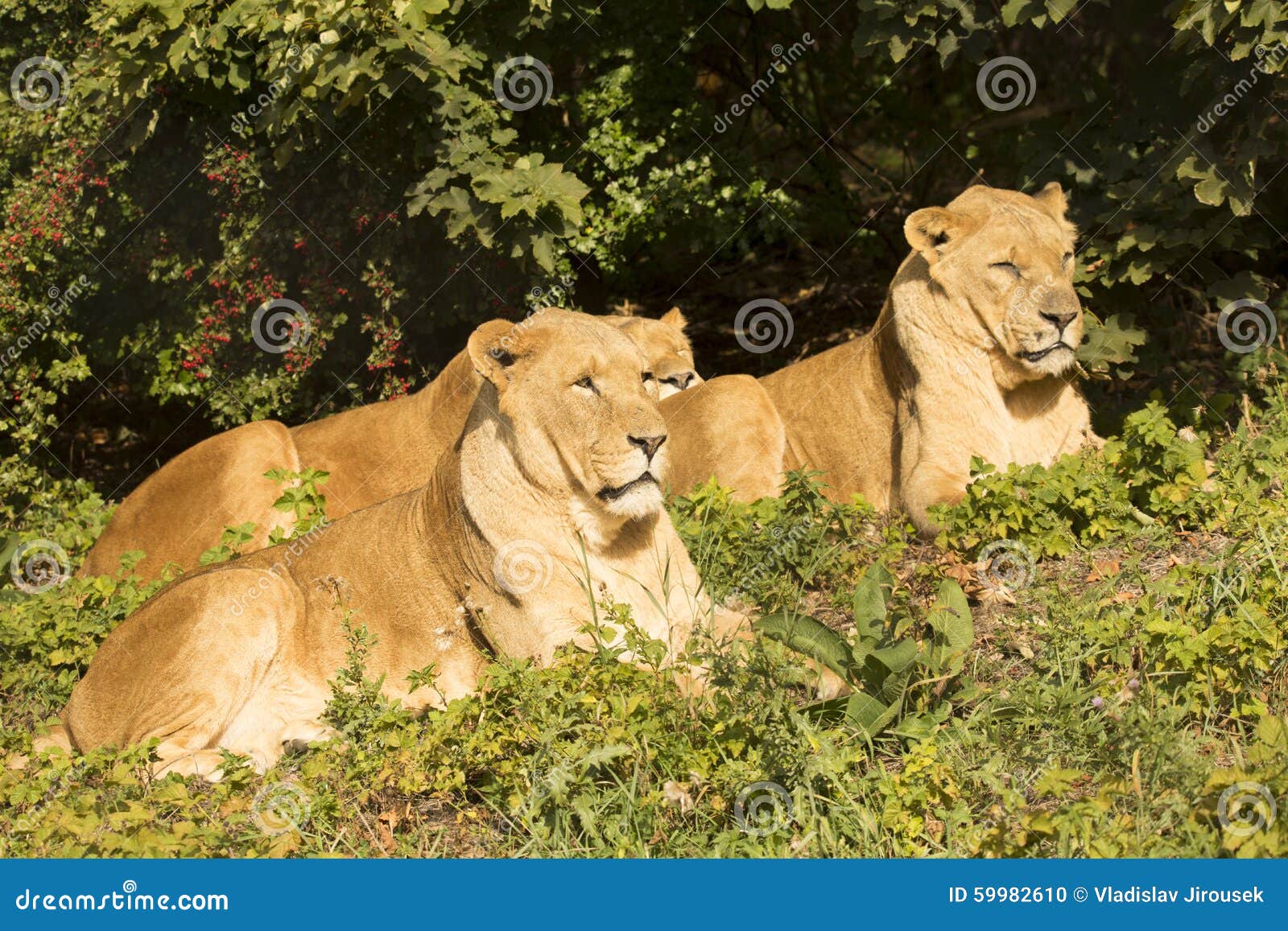 A Group Of Lions Royalty-Free Stock Photo | CartoonDealer.com #128902017