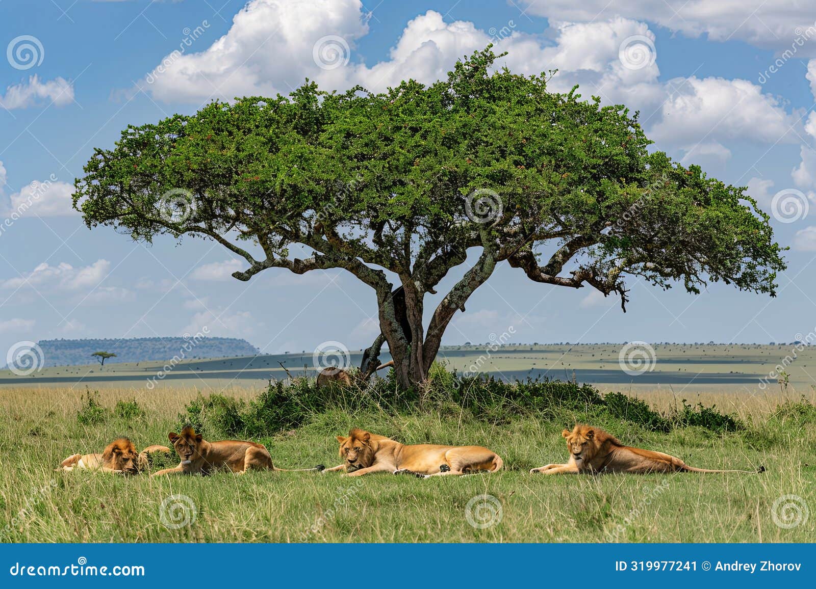 A Group of Lions Resting in a Field Under a Tree Stock Illustration ...