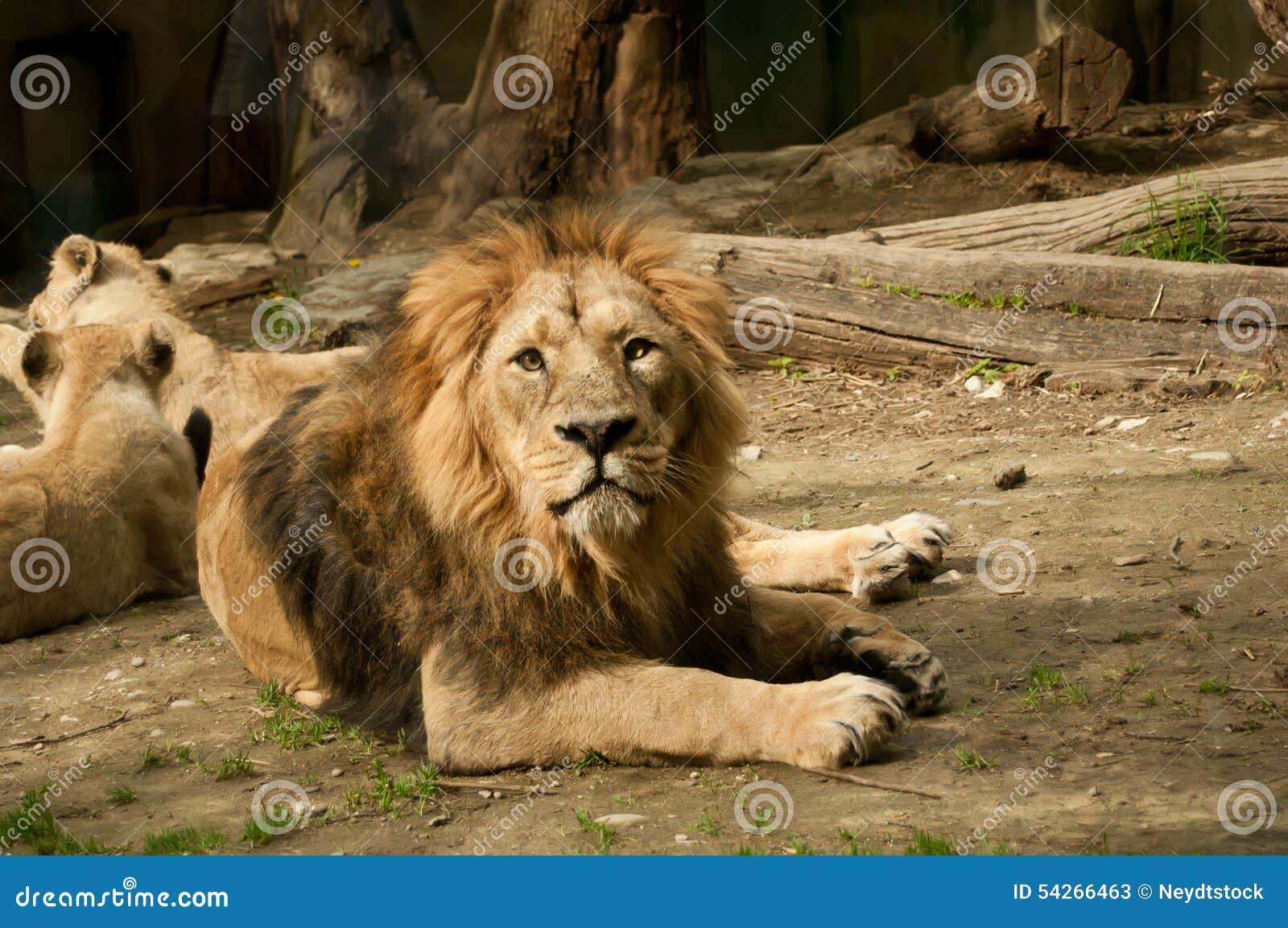 Group of lions stock image. Image of safari, endangered - 54266463