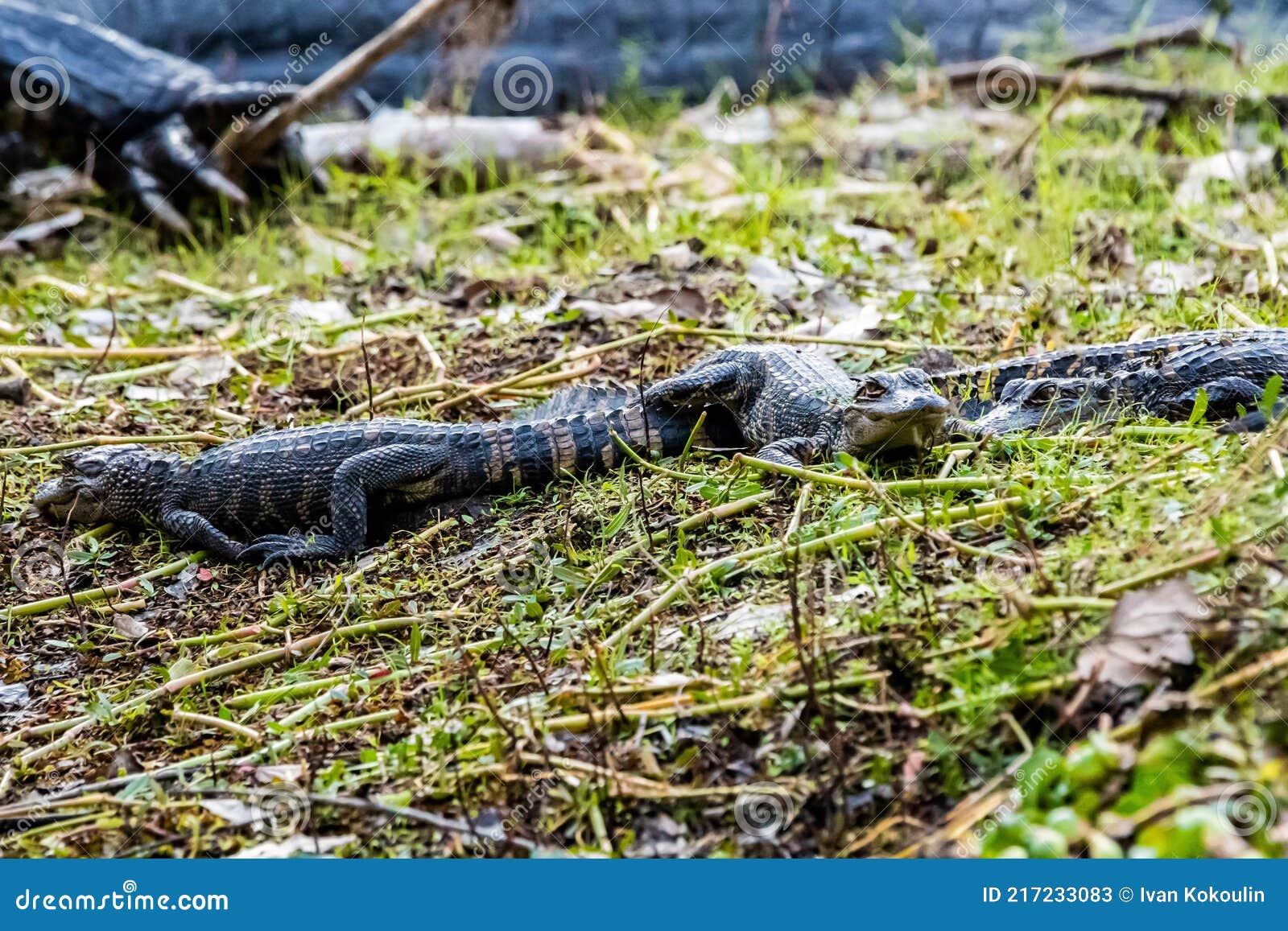 Group of Little Baby Alligators Resting on the Grass Stock Image ...