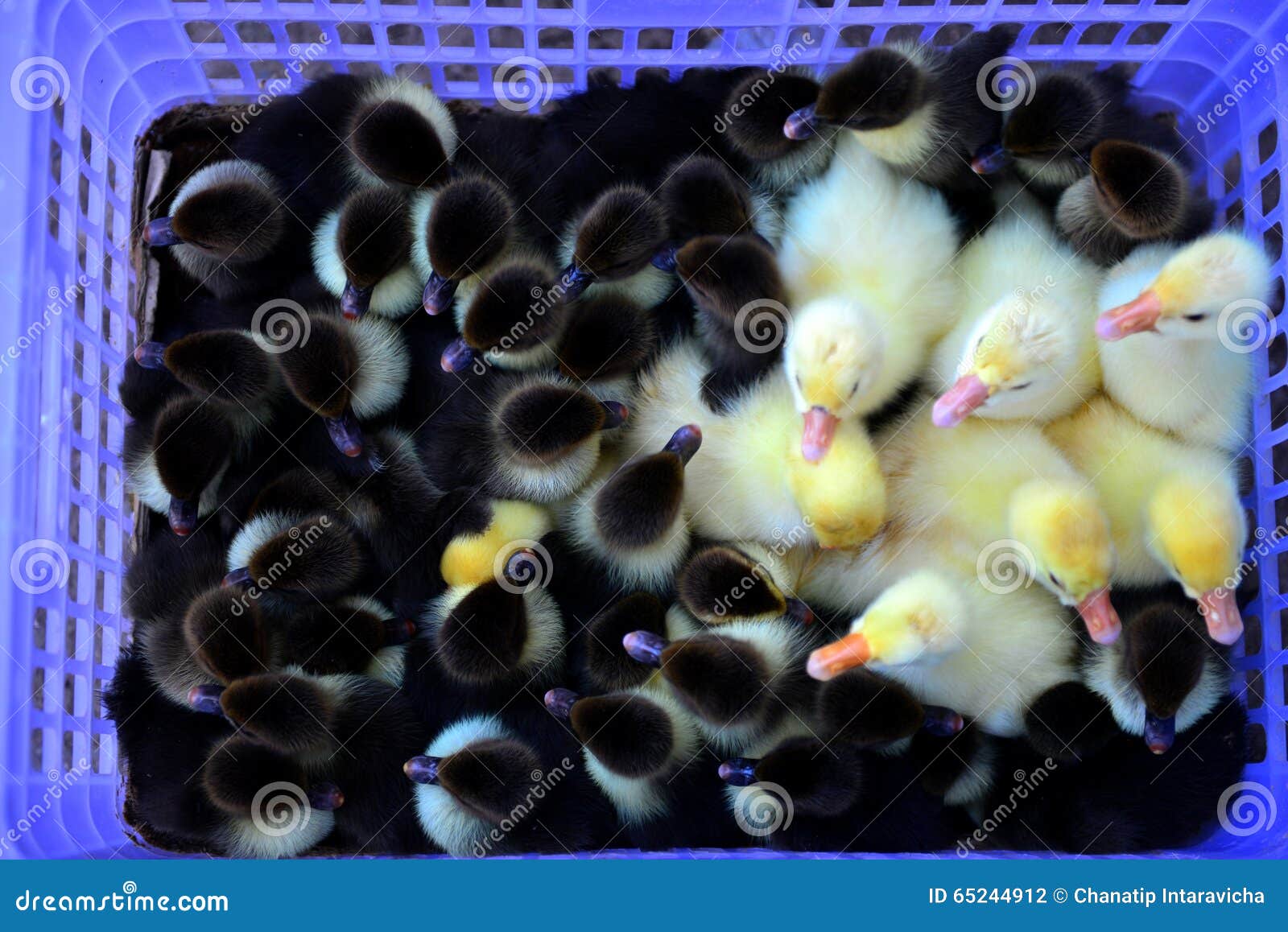 Group of Little Black and Yellow Ducklings in the Basket Stock Photo ...