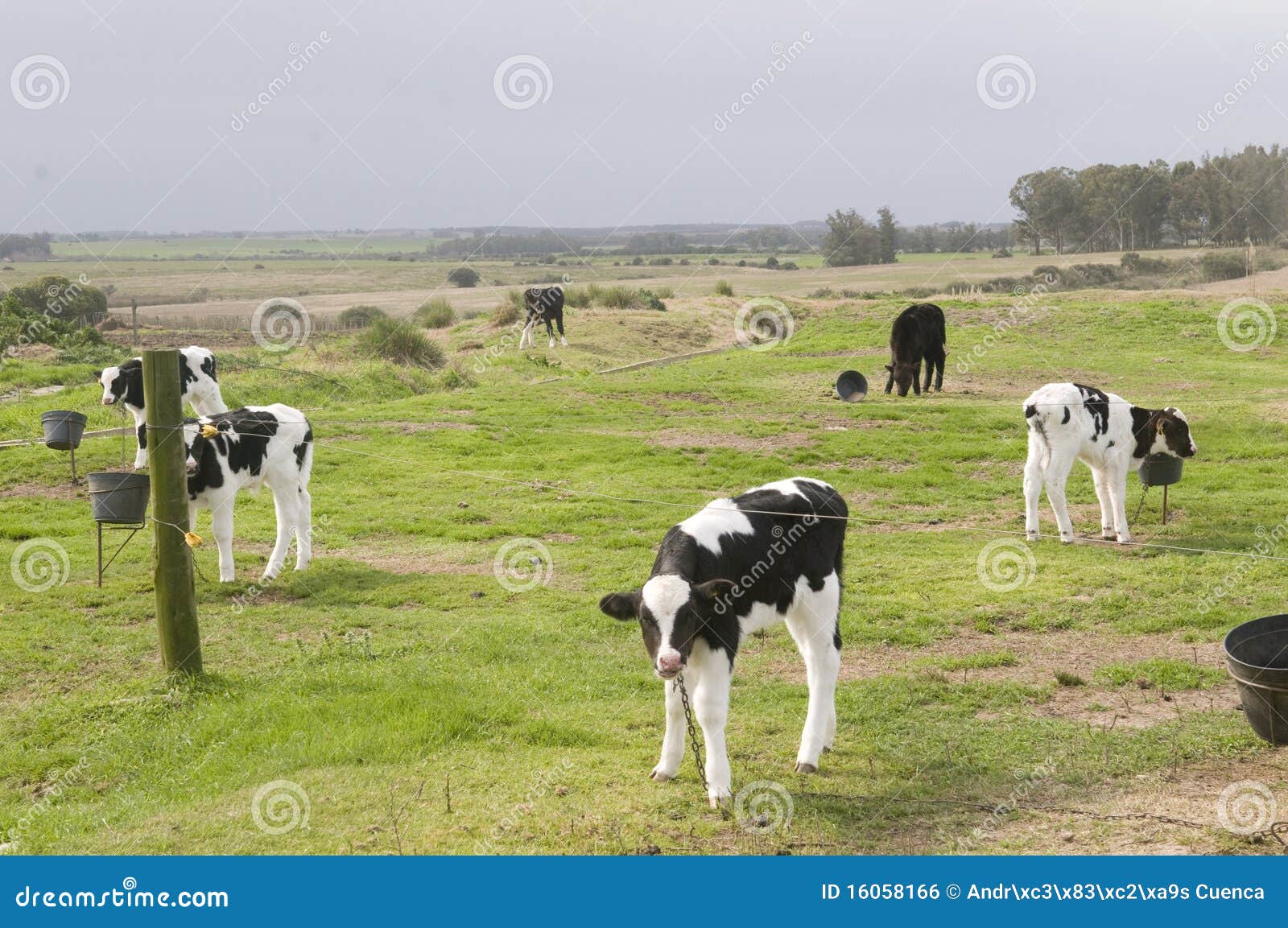 Group Little calf stock photo. Image of animals, nature - 16058166