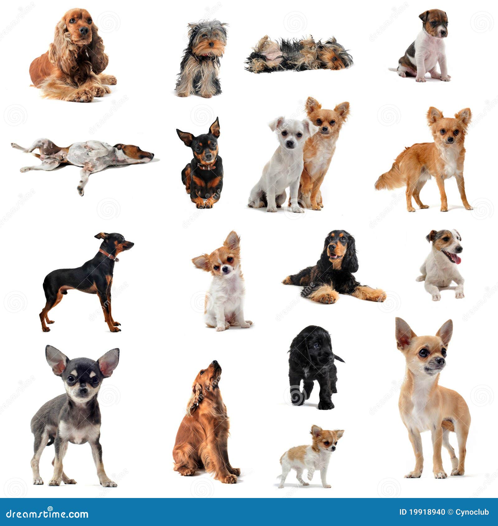 Group of little dogs stock photo. Image of jack, spaniel - 19918940