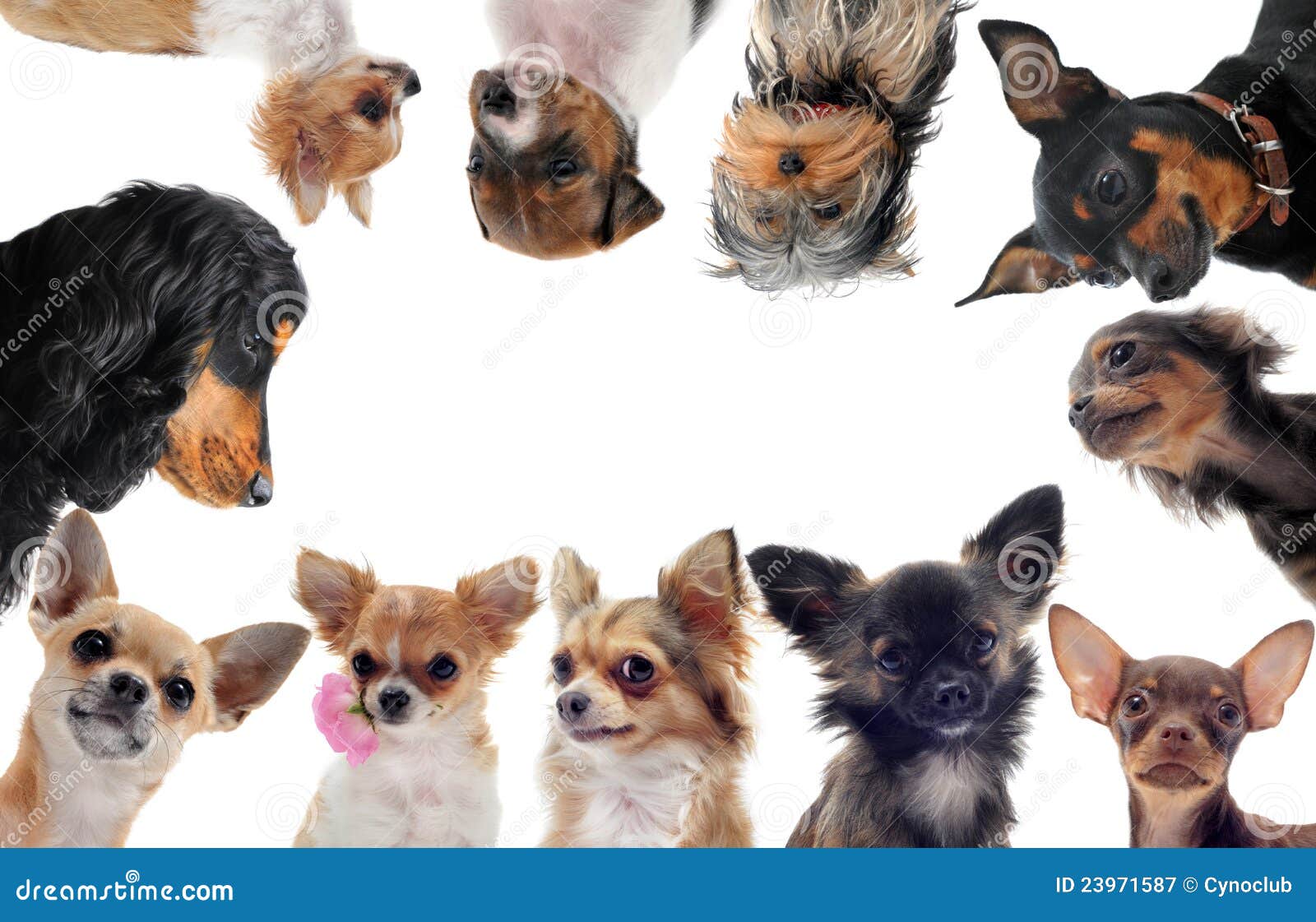 Group of little dogs stock image. Image of beautiful - 23971587