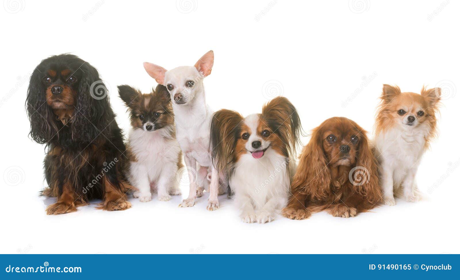 Group of little dogs stock image. Image of purebred, charles - 91490165