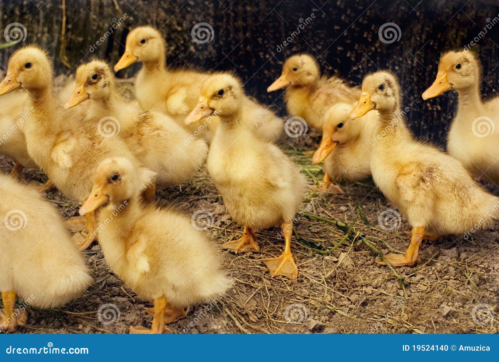 Group of little ducklings stock photo. Image of biobauer - 19524140
