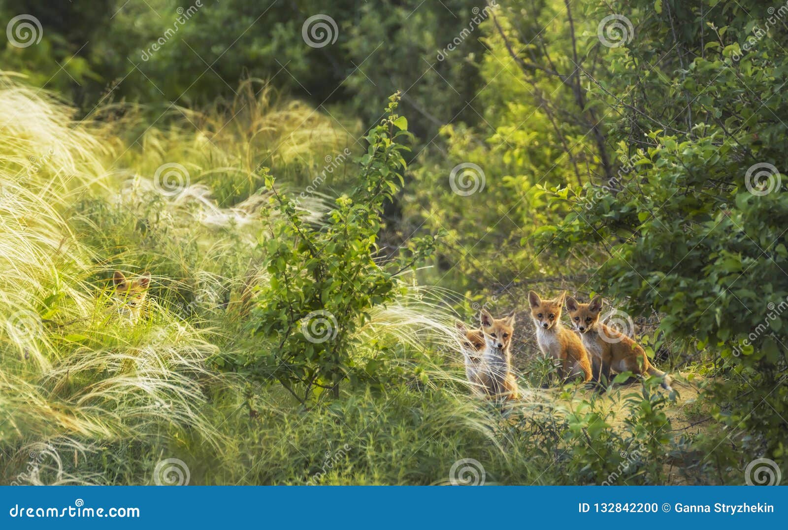 A Group of Little Foxes in the Wild among Bushes and Feather Grass ...